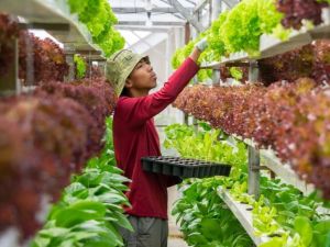 Asia’s Rise in Vertical Farming: Feeding Cities from the Sky ...