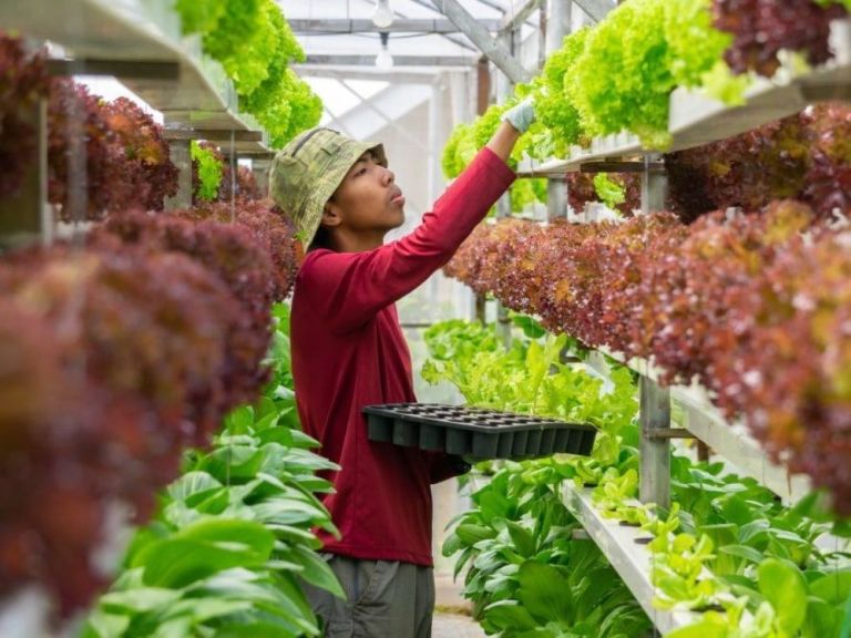 Asia’s Rise in Vertical Farming: Feeding Cities from the Sky ...